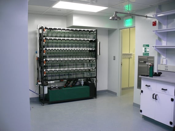 UMass Lowell - Zebrafish Tank Suite